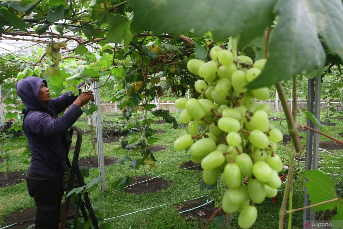Anggur Shine Muscat Terkontaminasi Pestisida?, Bagaimana Respon ...